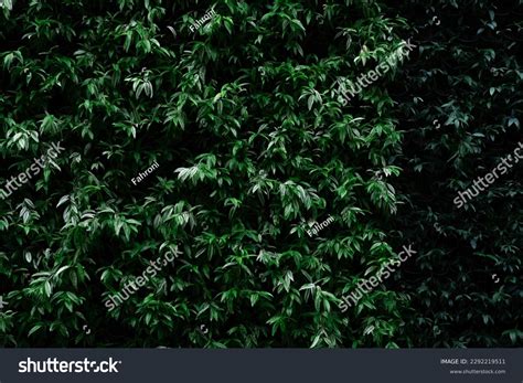 217 Imágenes Fotos De Stock Objetos En 3d Y Vectores Sobre Greenwall