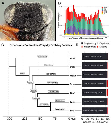 Morphological And Genomic Traits Of Trissolcus Basalis A Head Of Female