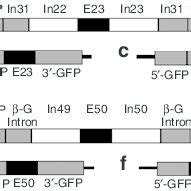 Graphic Illustration Of The GFP Reporter Vectors For Dystrophin Exon Download Scientific