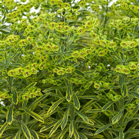 Euphorbia X Martinii Ascot Rainbow Live Perennial Plant Super Easy To