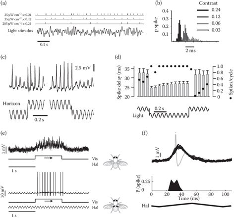 Spike Timing In Insect Sensory Motor Systems A Spikes Vertical