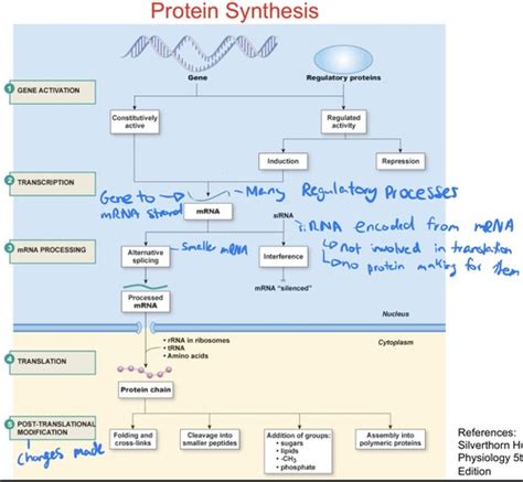 Cell Structure And Function Flashcards Quizlet