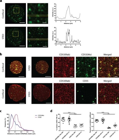 The Tetraspanin Web Revisited By Super Resolution Microscopy Scientific Reports