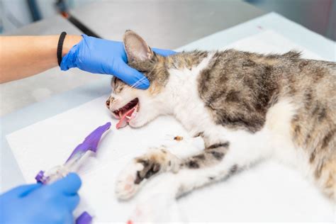 Understanding Feline Calicivirus Key Symptoms Every Cat Owner Should Know