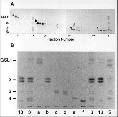 HPLC Isolation And Purification Of The Six Major Neutral GSLs In ANLL Download Scientific Diagram