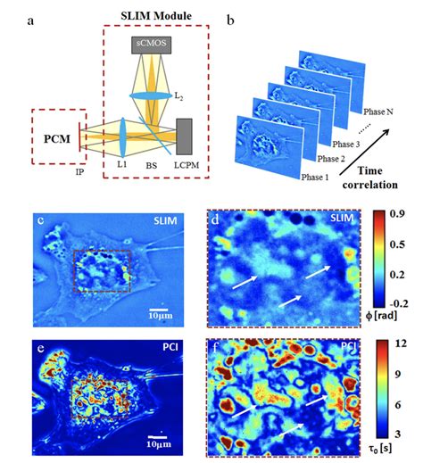 phase correlation imaging of unlabeled cell dynamics scientific