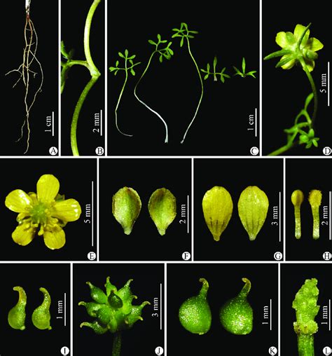 Ranunculus Jiguanshanicus Sp Nov In The Wild A Roots B Portion Of