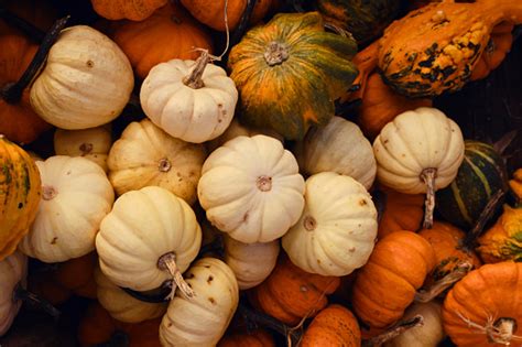 호박 배경입니다 호박 클로즈업 천연 신선한 유기농 야채 건강한 식습관 생식 식단 가을 색 가을 시즌 농업 맨 위 보기 호박의 날 추수 감사절과 할로윈 포스터 0명에 대한