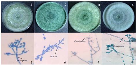Isolation And Characterization Of Nickel Tolerant Trichoderma Strains From Marine And