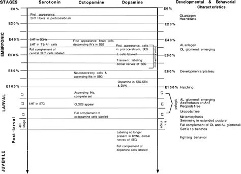 Developmental Timeline Illustrating The Appearance Of Serotonin
