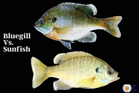 Bluegill Vs Sunfish