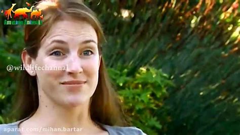 تصاویر زیبای دلفین توسط نهنگ قاتل