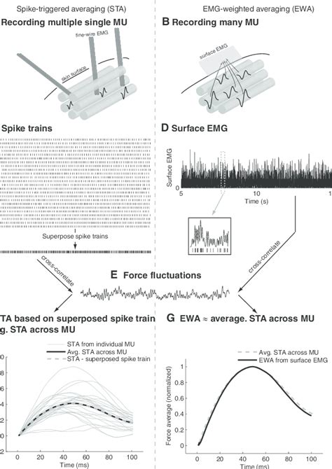 Conceptual Comparison Of Spike Triggered Averaging Sta And Download Scientific Diagram