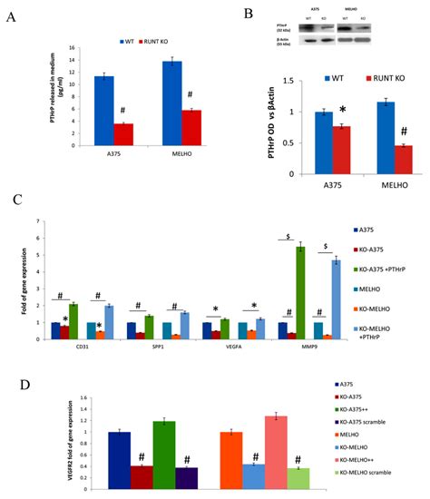 A Potential Role Of Runx2 Runt Domain In Modulating The Expression Of