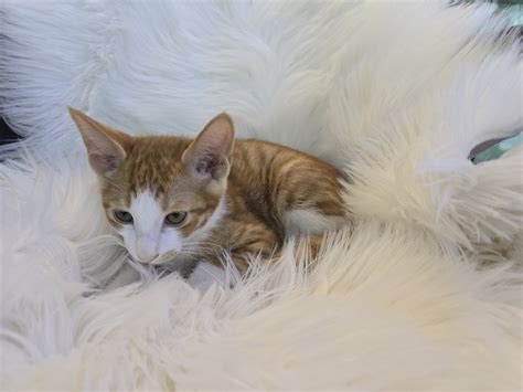 코리안숏헤어 삼돌이 소형강아지종류 브숏 말티슈 푸들성격 꼬똥드툴레아분양 브리더분양 작은강아지 털없는강아지 회색푸들 타이니푸들 키우기쉬운강아지 믹스견종류 풍산개분양 잭러셀