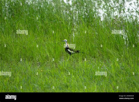 Pheasant Tailed Jacana Feeding In A Pond With Vegetation Long Tailed Bird Guantian Pheasant