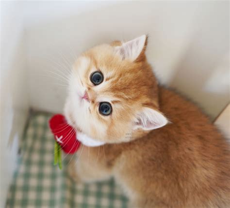 골드 브숏 브리티쉬 숏헤어 브리티시 쇼트헤어 포토 성격 분양가격 강남고양이분양 냥블리 네이버 블로그