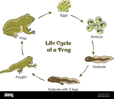 Frog Life Cycle Diagram Printable