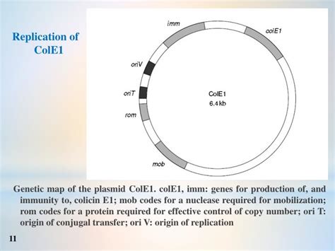 Ppt Plasmids Powerpoint Presentation Id2264168