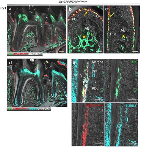 Single Cell Transcriptomic Analysis Reveals Developmental Relationships