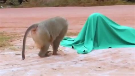 កំប្លែងខ្លីៗ Tnaot