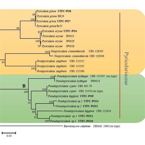 Pyricularia Oryzae A Conidiophore Bc Conidia Pyricularia Grisea