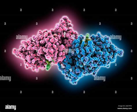 Molecular Model Of Poly A Specific Ribonuclease Parn Complexed With A Molecule Of Rna