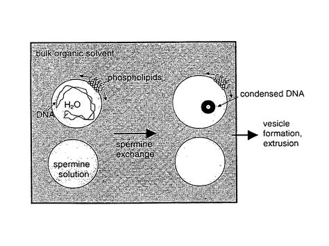 Encapsulation Of Bioactive Complexes In Liposomes Eureka Patsnap