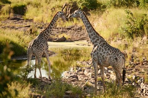 Curated Wildlife Experiences Offered At Victoria Falls Victoria Falls