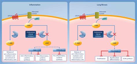 Hypothesised Role Of Pan Phosphodiesterase 4 Pde4pde4b Inhibition In