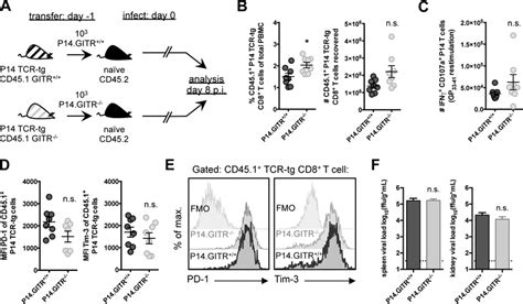 The Effect Of Gitr On The Cd8 T Cell Response Is Cd8 T Download Scientific Diagram