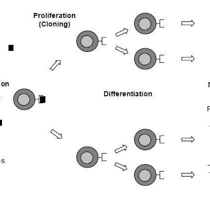 The Clonal Selection Principle Download Scientific Diagram