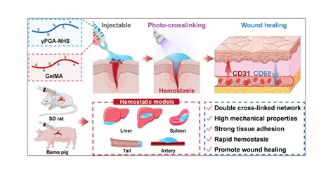 Naturally Derived Injectable Dual Cross Linked Adhesive Hydrogel For