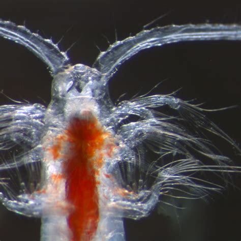 浮游動物實驗室