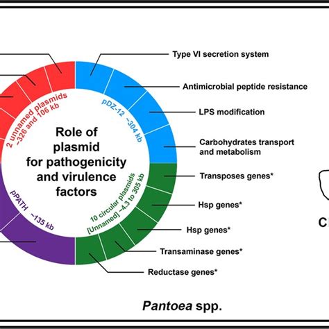 role of plasmids in the pathogenicity and virulence of pantoea