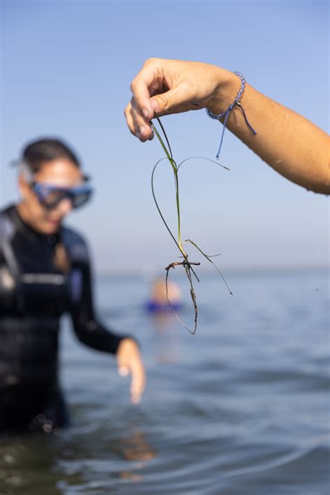 Oysters Help Eelgrass Take Root In The Barnegat Bay News Stockton