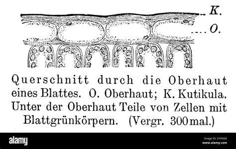 Leaf Epidermis Anonym Botany Book 1909 Leaf Epidermis Stock