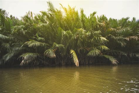Nipa Palm Images Browse 1 245 Stock Photos Vectors And Video Adobe Stock