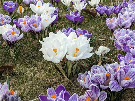 Crocus Varieties Images Free Download On Freepik