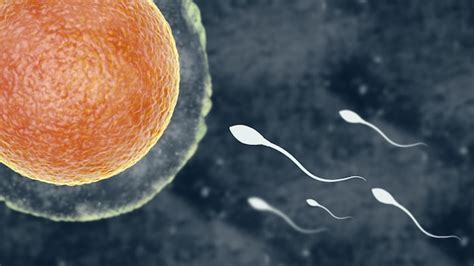 Premium Photo Sperm Fertilization Is The Fusion Of Haploid Gametes Egg And Sperm Concept