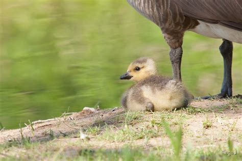 Y Tu Mam Tambi N By Eugej Redbubble