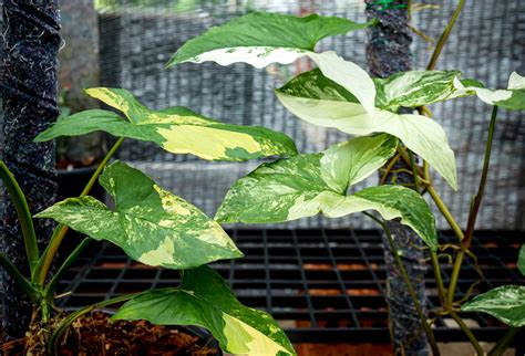 Variegated Plants Colorful Variegated Plants For Nonstop Garden Beauty