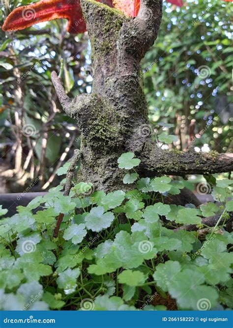 A Small Tree Surrounded By Vines With Small Green Leaves Stock Photo Image Of Plant Nature
