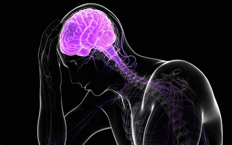 The Effects Of Long Term Stress On Brain Health And Memory Very Big Brain