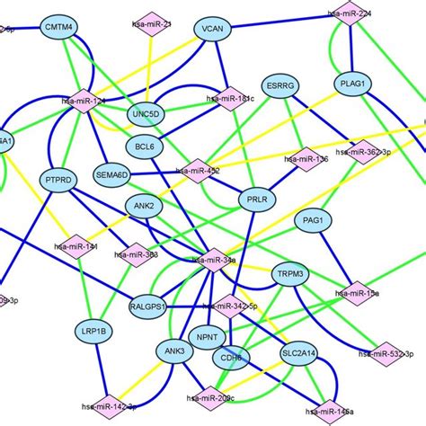 Construction Of Mirna Mrna Regulatory Network Construction Of Download Scientific Diagram
