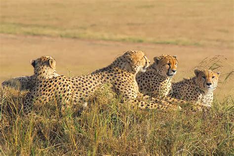 How To Use Robust Scaler Transforms For Machine Learning