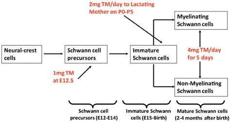 Temporal Induction Of Nf1 Ablation In Schwann Cells During Development Download Scientific Diagram