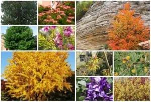 21 Native Colorado Trees To Plant Or Admire In The Wild