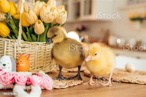 부활절 병아리는 봄 꽃과 달걀과 테이블에 고슬링 부활절 개념 가금류에 대한 스톡 사진 및 기타 이미지 가금류 거위 새끼 거위 새 Istock