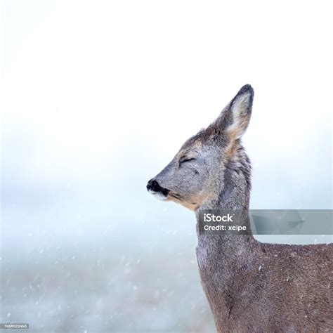 Roe Deer Capreolus Capreolus In Winter Roe Deer With Snowy Background